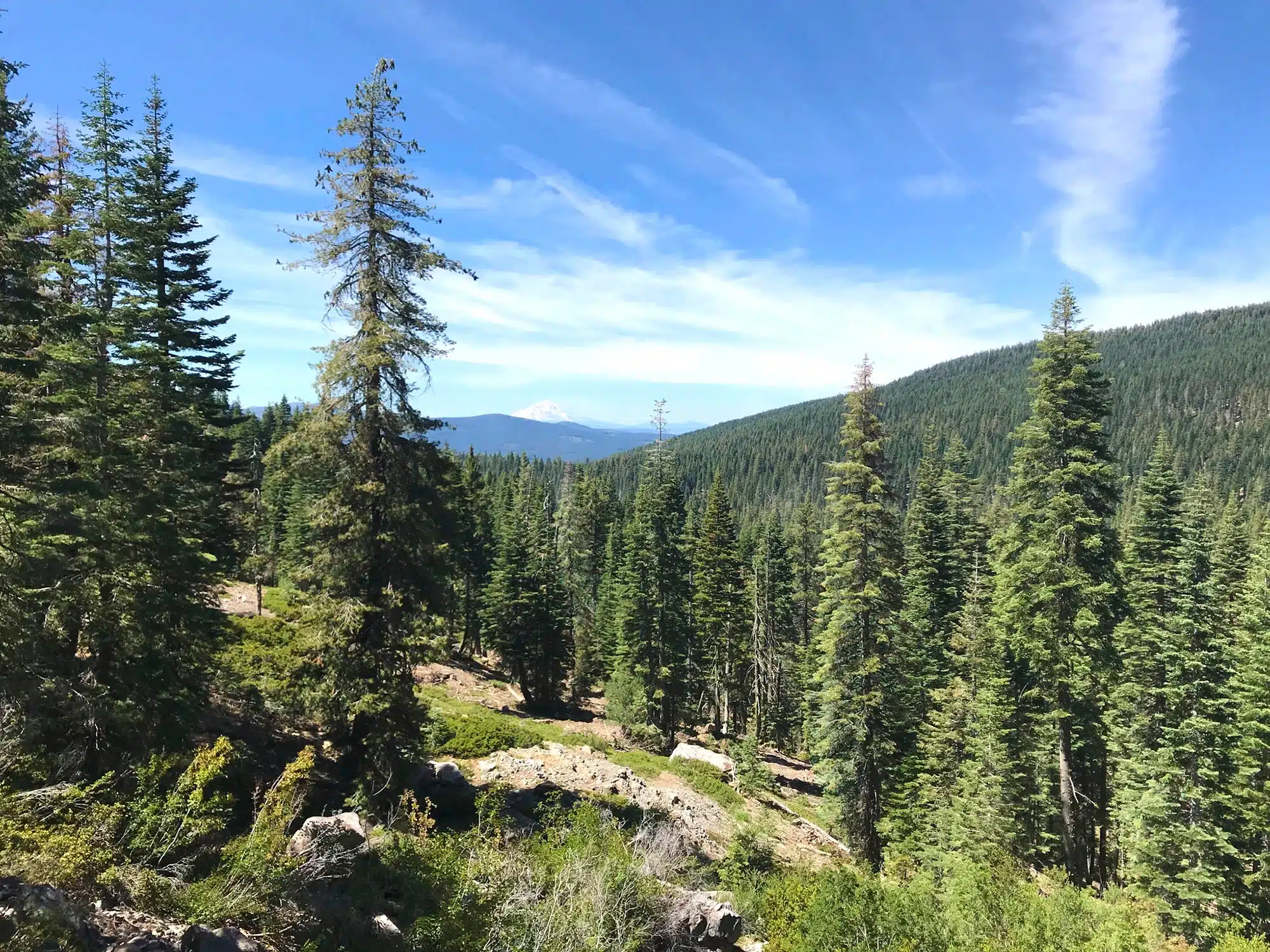 Why Healthy Forests Matter | Forest & Fuels | CAL FIRE